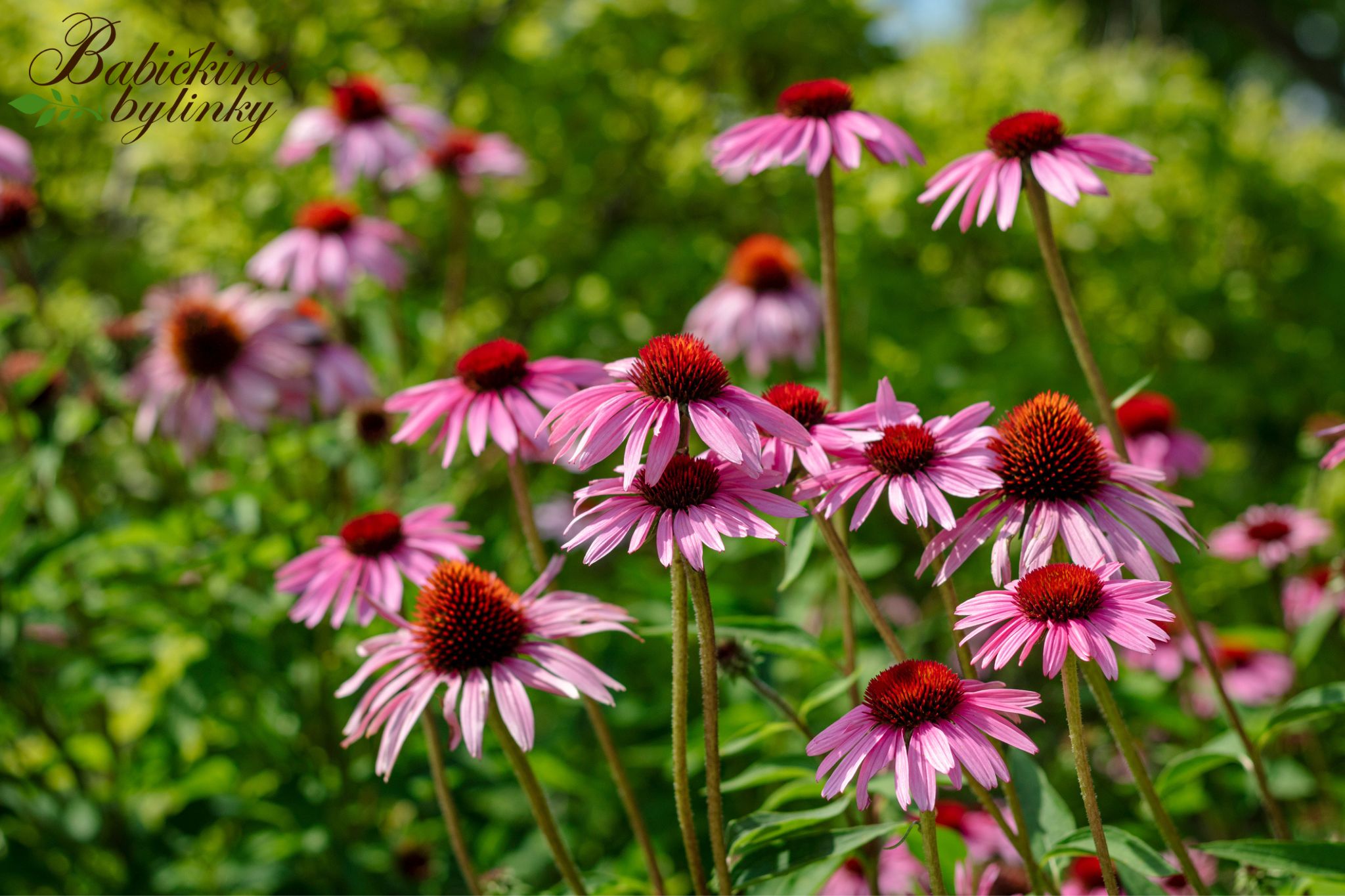 Echinacea purpurová - Babičkine bylinky
