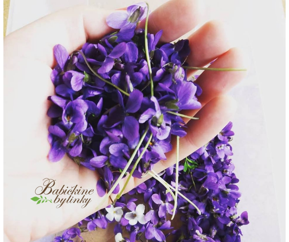 Fialka, viola, sirôtka - účinky a použitie - Babičkine bylinky