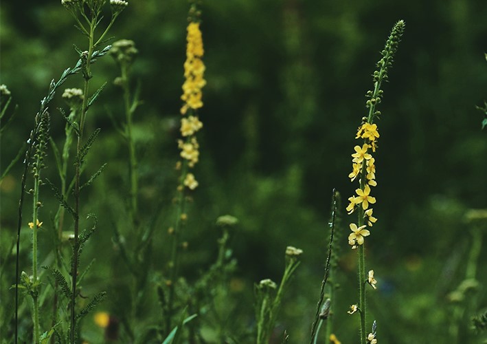 Repík lekársky - účinky a použitie / Babičkine bylinky.sk